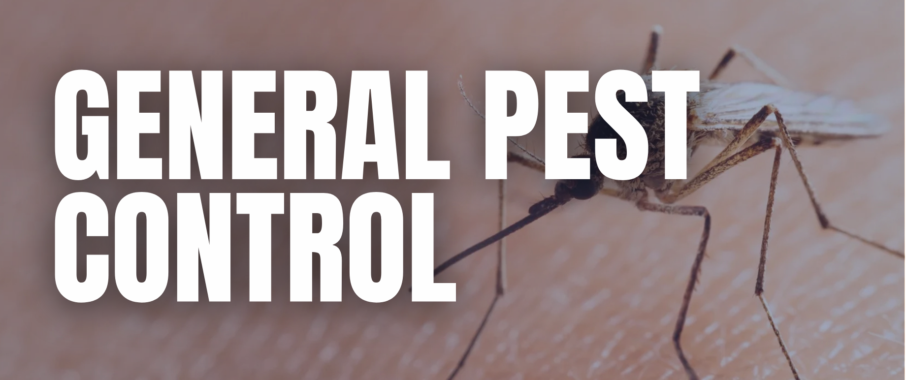 OUR SERVICES – STORY TERMITE & PEST